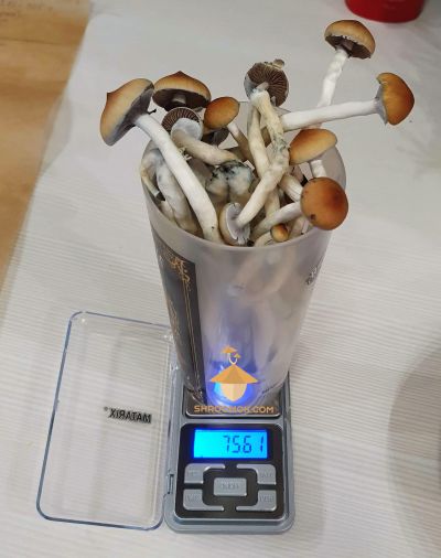 How to dry and store psilocybe mushrooms - Shroomok | Let's grow magic ...