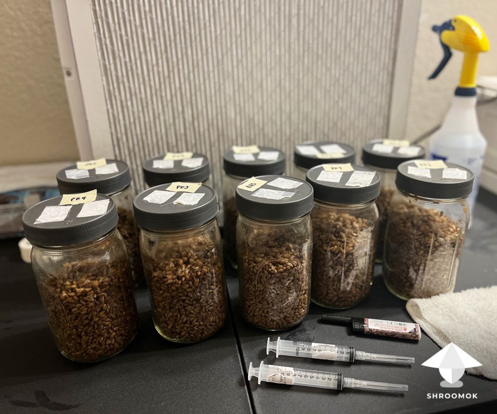 How I built my first laminar flow hood for home mycology