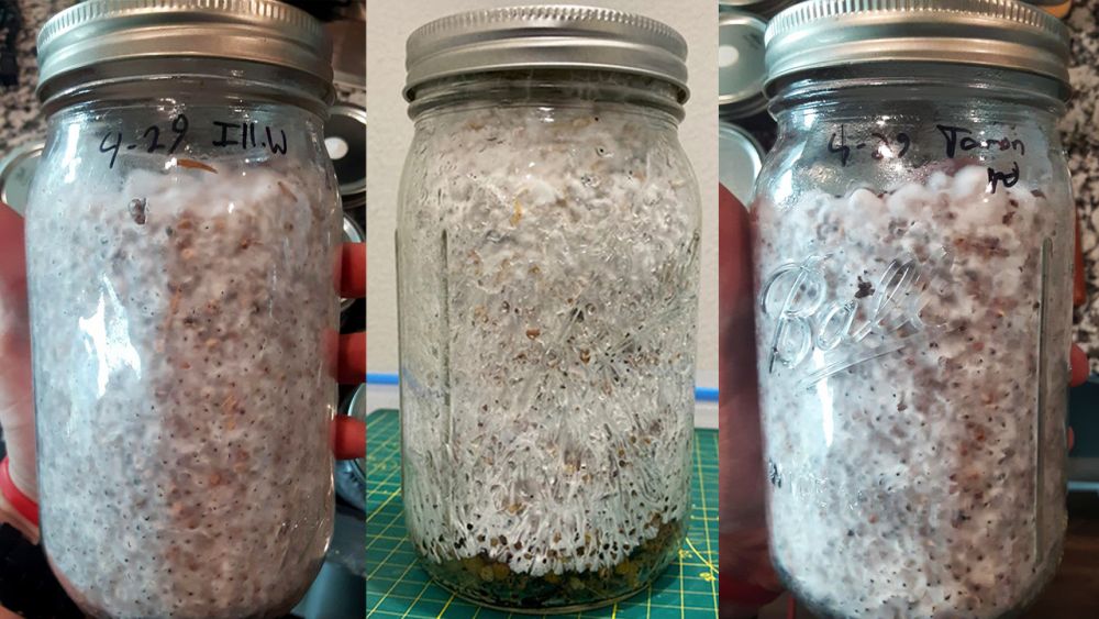 Making mushroom cake, spawn to bulk, and casing