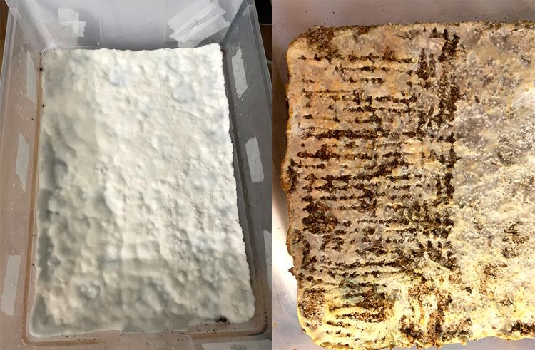 Psilocybe growing problems - overlay, abortions, etc