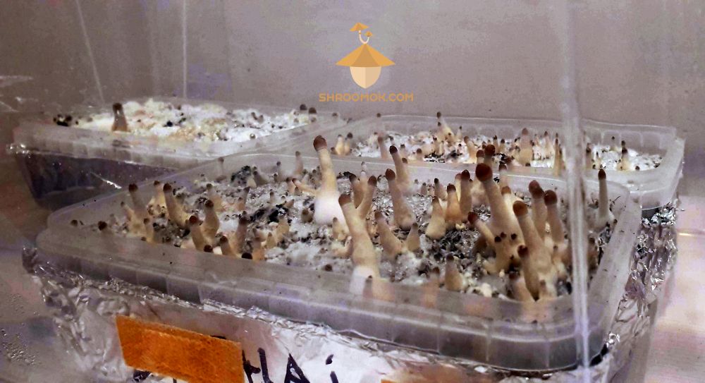 Fruiting period. Pinhead initiation, mushroom pinning and mushrooms ...