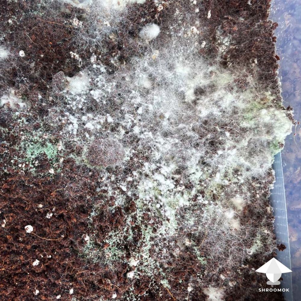 Green mold contamination aka Trichoderma | Growing Troubleshooting by ...