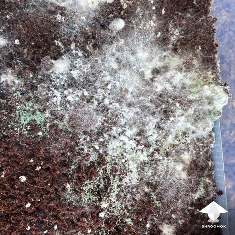 Green mold contamination aka Trichoderma | Growing Troubleshooting by ...