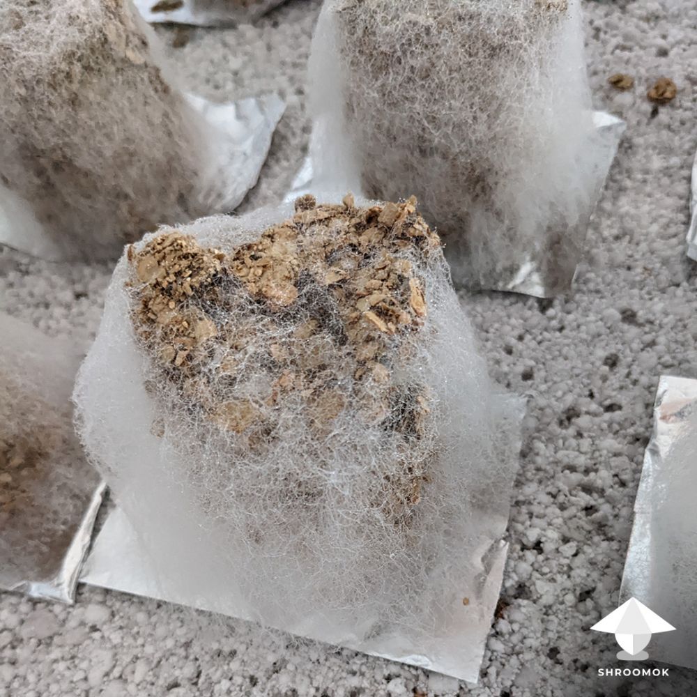 How to identify and get rid of Cobweb Mold