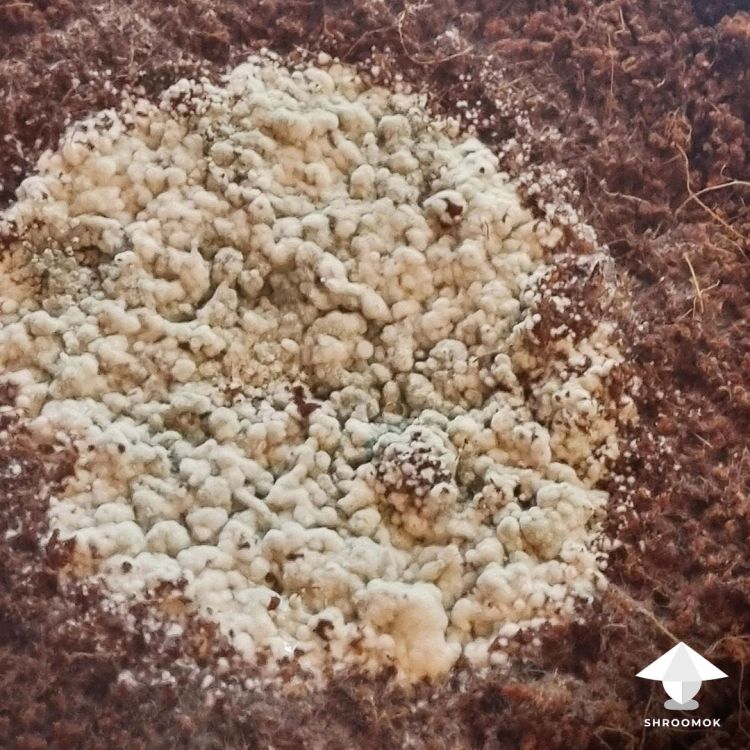 Green mold contamination aka Trichoderma | Growing Troubleshooting by ...