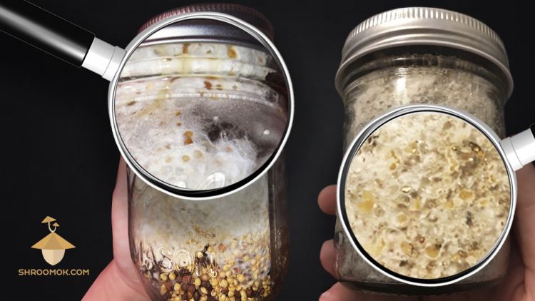 Mycelium metabolites or mushroom pee