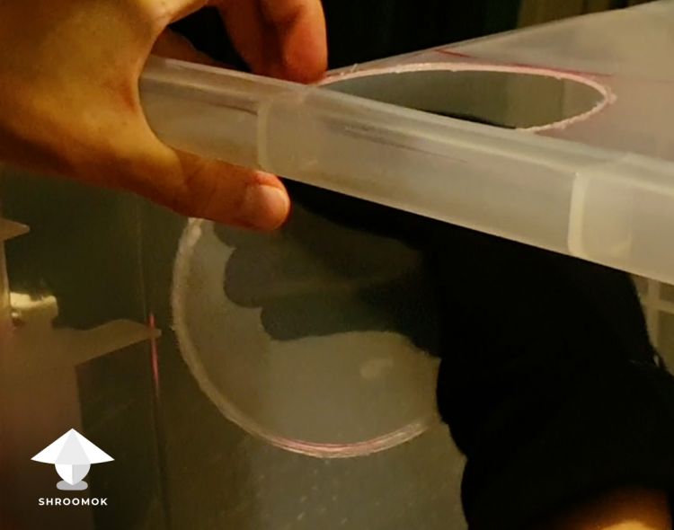 Still Air Box for Mycology