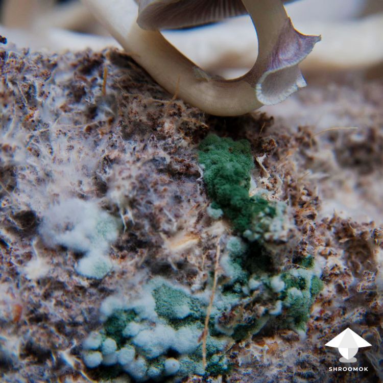 Green mold contamination aka Trichoderma