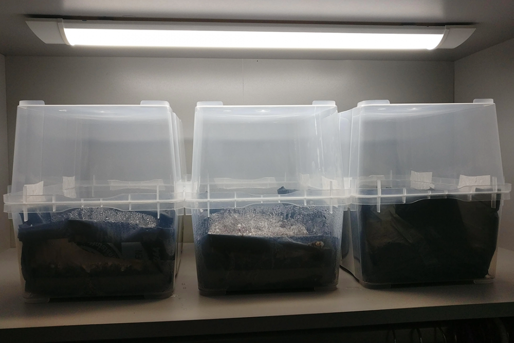 DIY Monotub for Mushroom growing