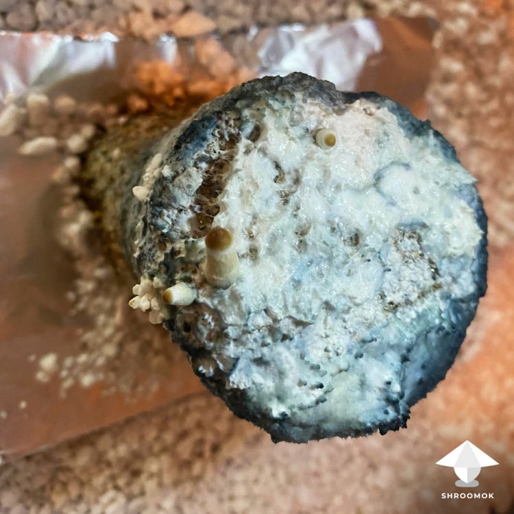 Mycelium Bruises or Mold Contamination