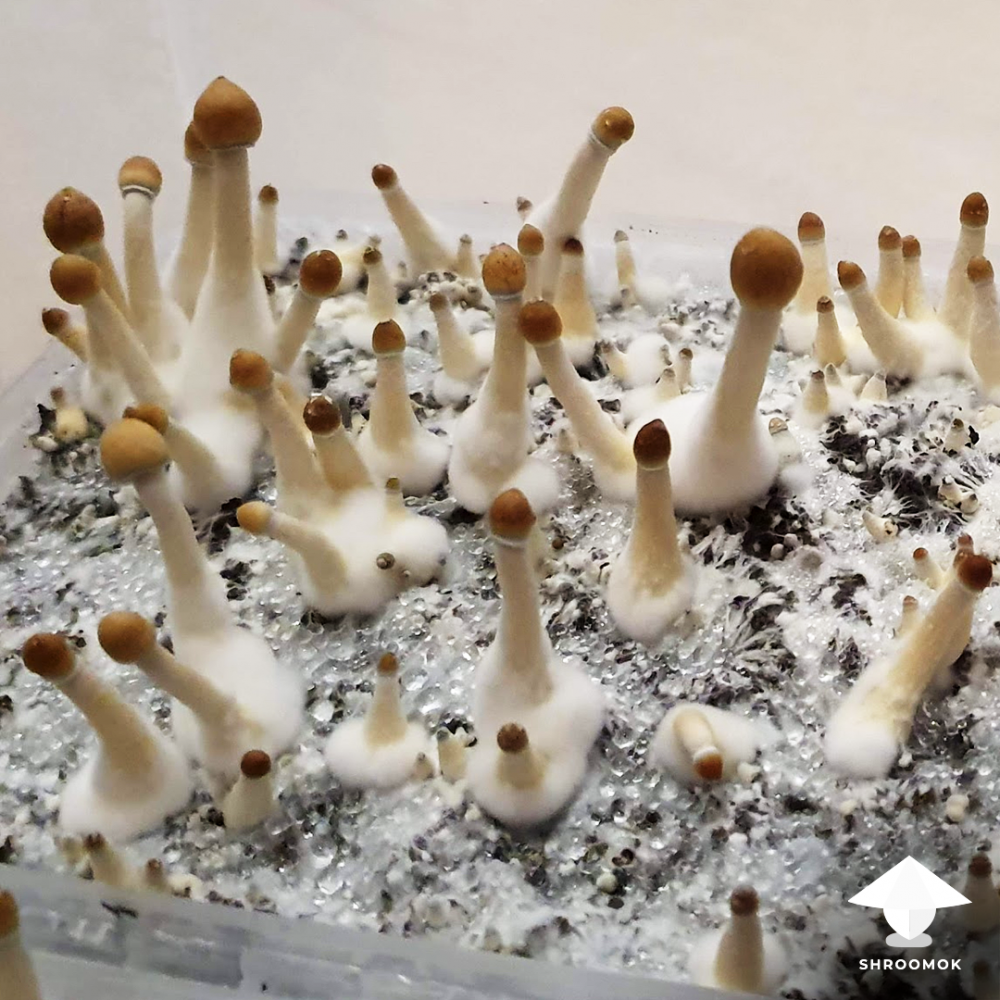 Cobweb mold. Identification and treatment