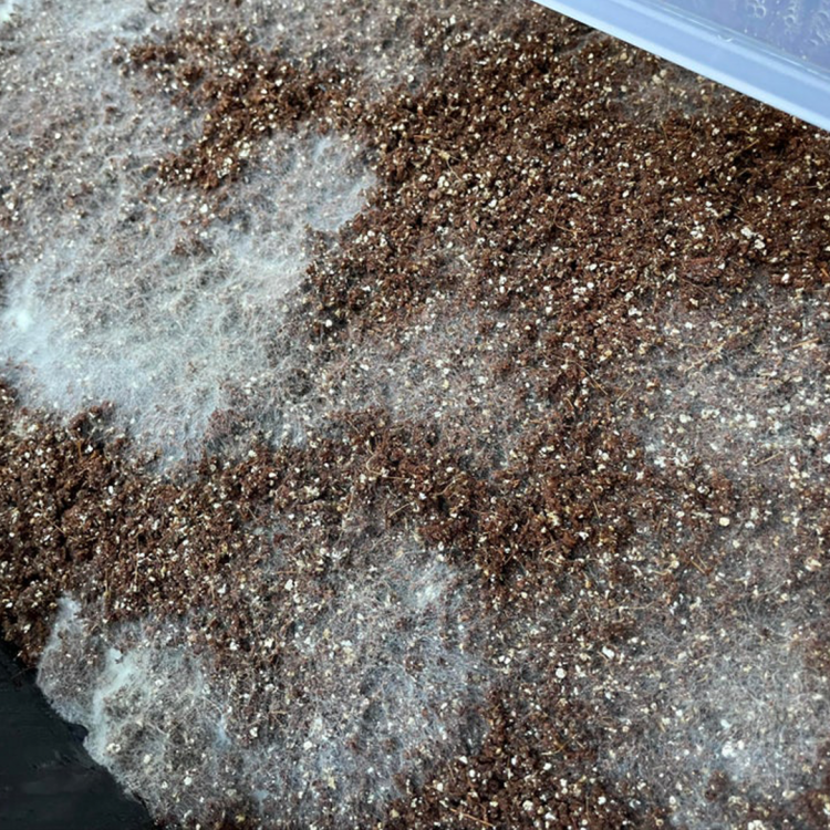 Cobweb mold. Identification and treatment