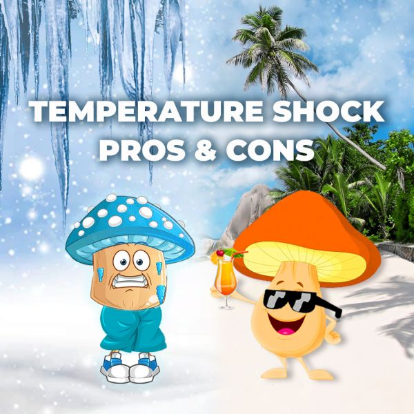 All you need to know about cold shock for magic mushrooms