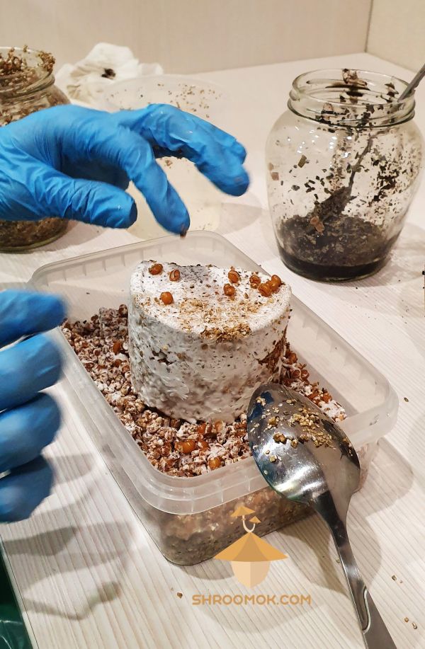 Making mushroom cake, spawn to bulk, and casing