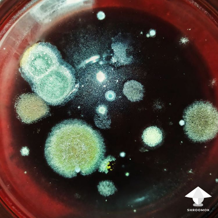 Green mold contamination aka Trichoderma