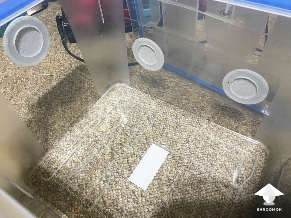 Green mold contamination aka Trichoderma