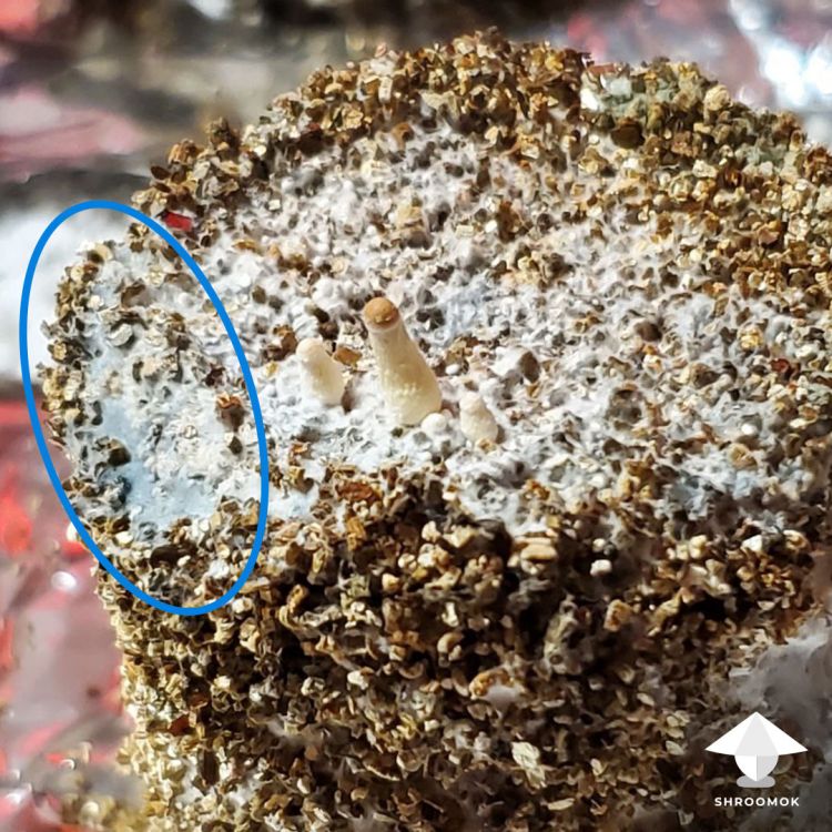 Mycelium Bruises or Mold Contamination