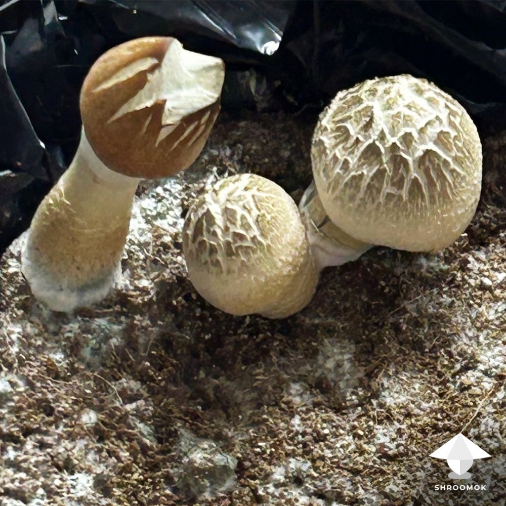 Mushroom caps splitting and cracking issue