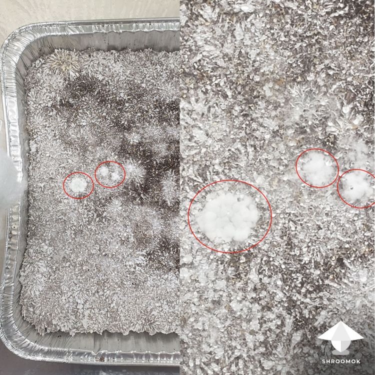 Green mold contamination aka Trichoderma | Growing Troubleshooting by ...