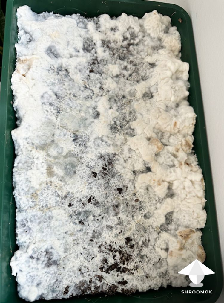 Natalensis grow bag fruiting and overlay problems