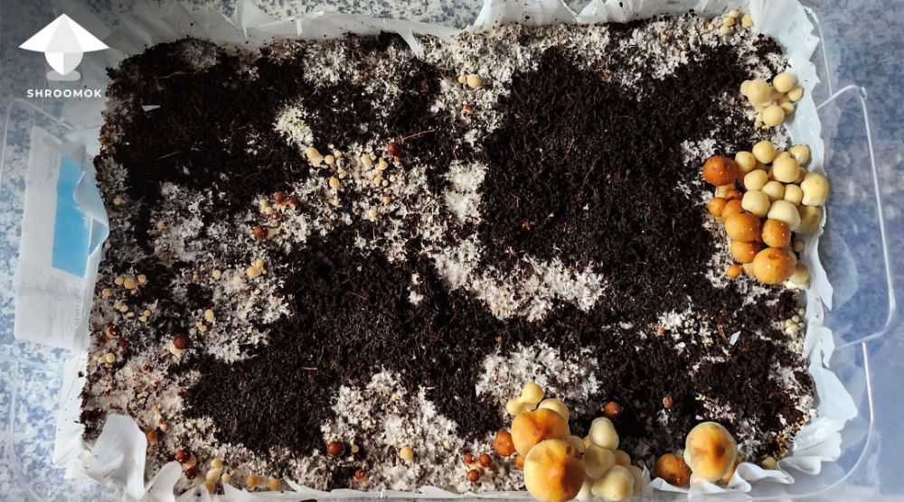 I mixed strains in mushroom cake by accident