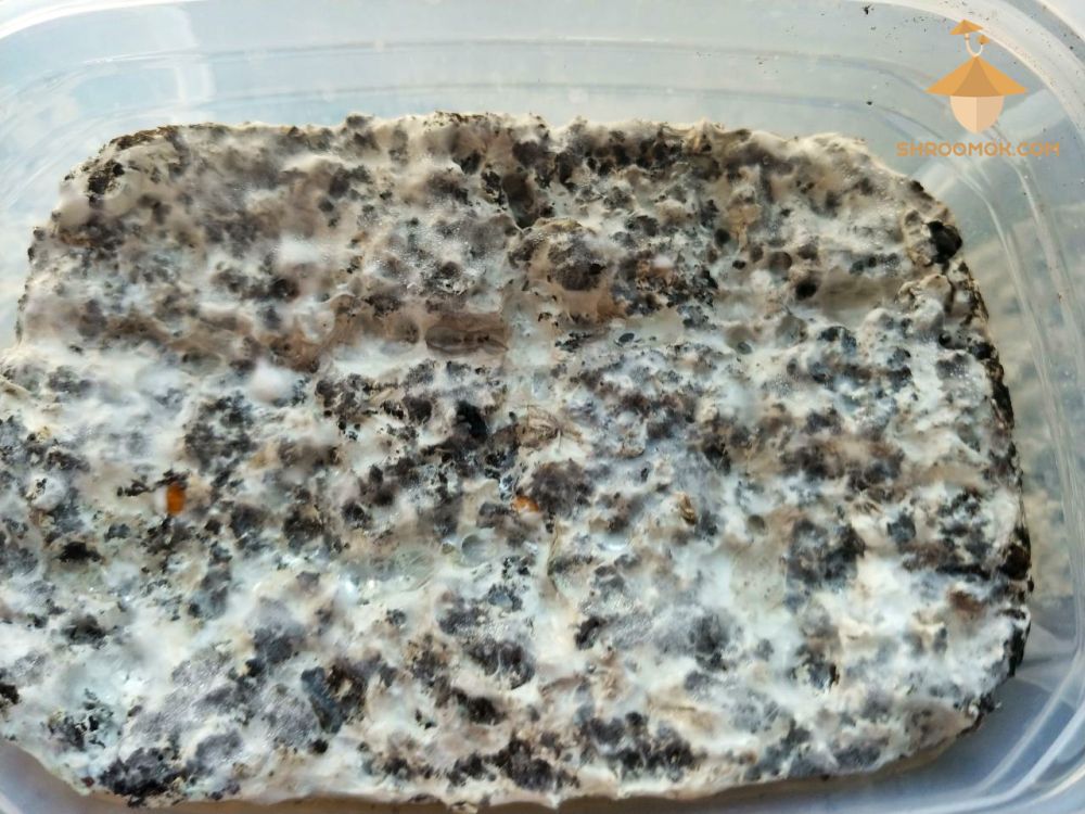 Psilocybe growing problems - overlay, abortions, etc