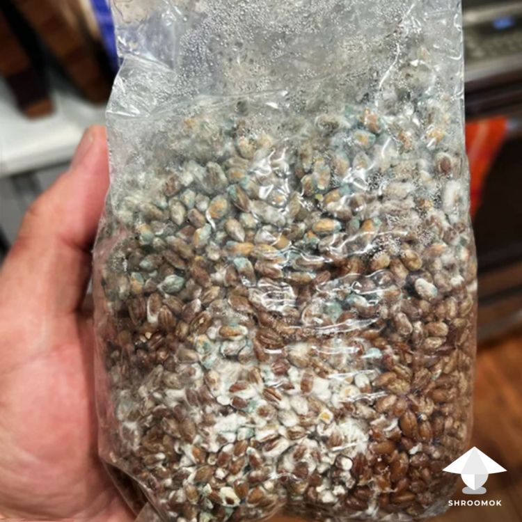 Green mold contamination aka Trichoderma