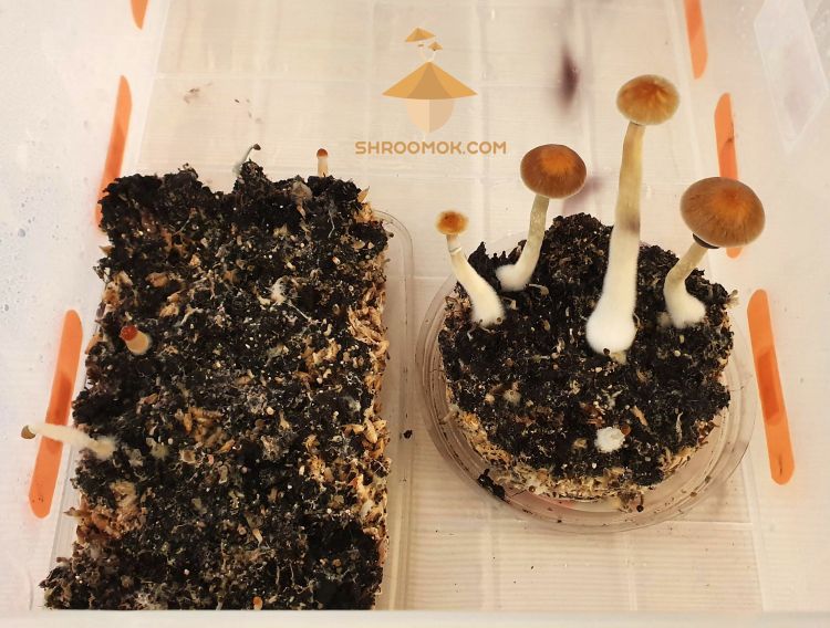 Sixth flush of magic mushrooms harvest