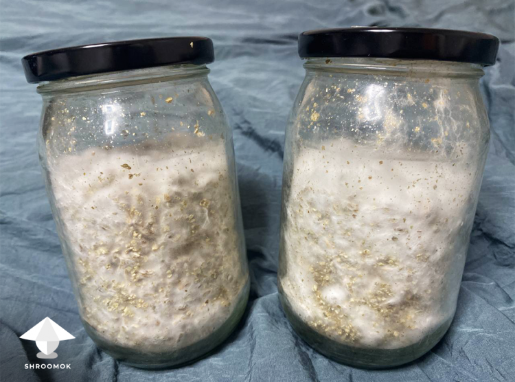 How to store Mushroom Spawn for a long time and postpone Spawn to Bulk