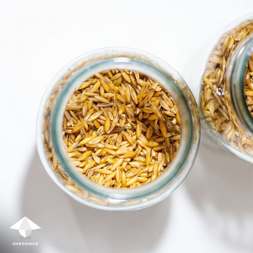 How to grow magic truffles Psilocybe Mexicana and Tampanensis