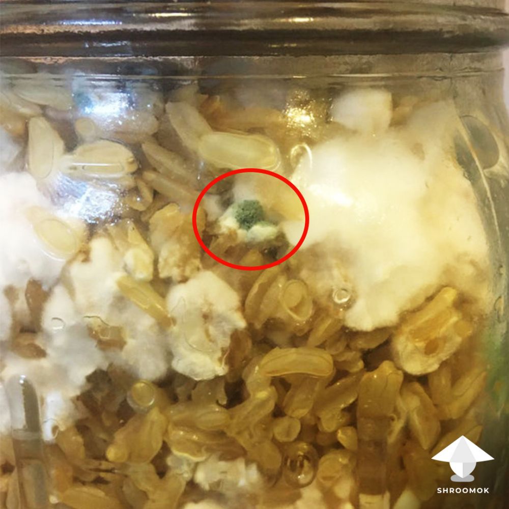 Green mold contamination aka Trichoderma