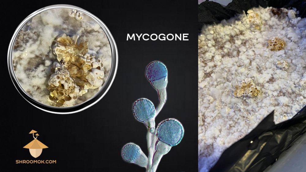Mycelium metabolites or mushroom pee | Growing Troubleshooting by Shroomok