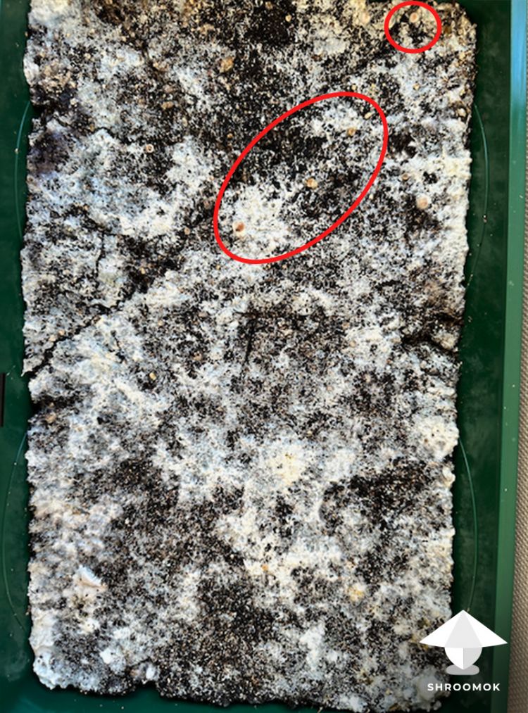 Natalensis grow bag fruiting and overlay problems