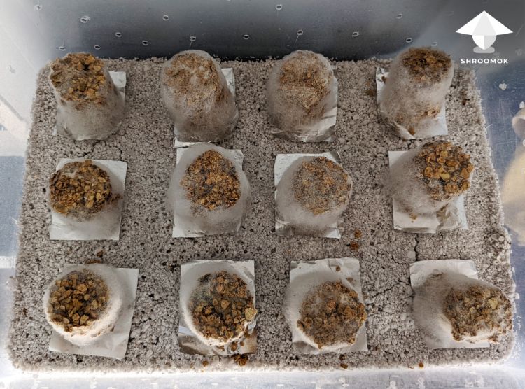 How to identify and get rid of Cobweb Mold