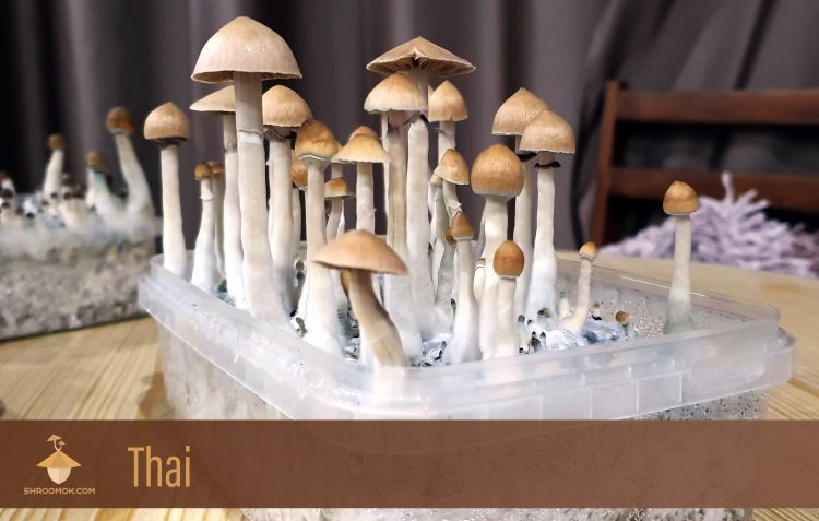 Magic mushroom harvesting time, first flush