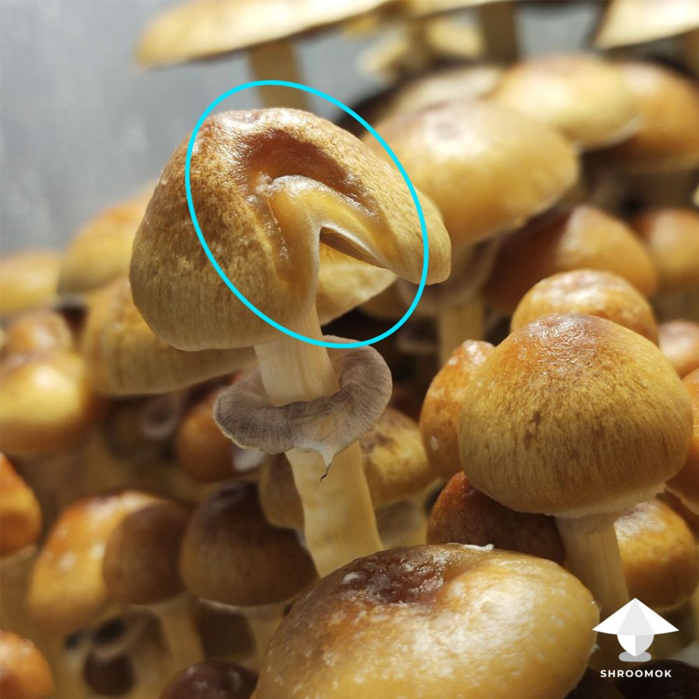 Bacterial brown blotch disease on mushrooms