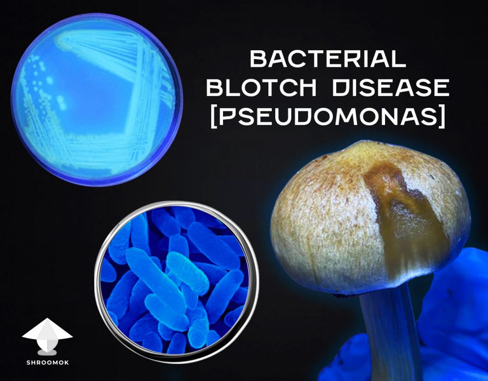 Bacterial brown blotch disease on mushrooms
