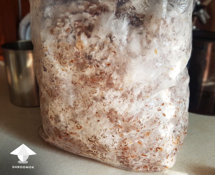 Grow your first Shiitake mushrooms at home