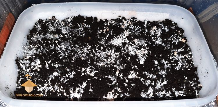 Fruiting period. Pinhead initiation, mushroom pinning and mushrooms ...