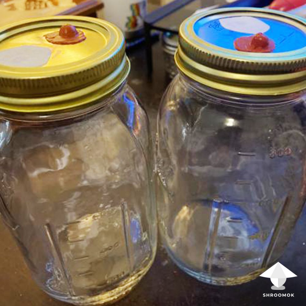 How to make mushroom Liquid Culture