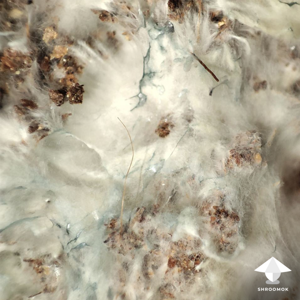 Cobweb mold. Identification and treatment