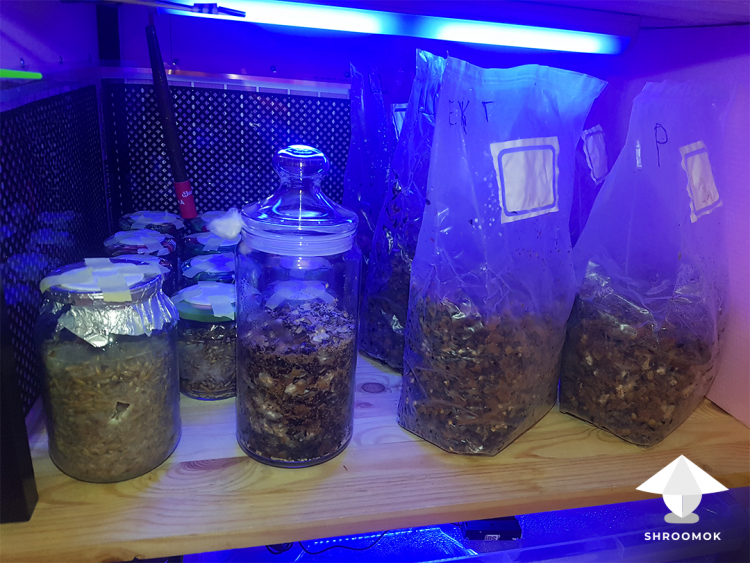 How to build automatic incubation chamber for mushrooms