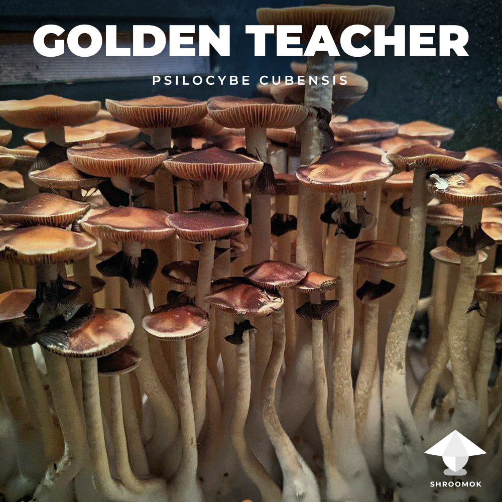 The magic of Golden Teacher mushroom | Mushroom Strains by Shroomok