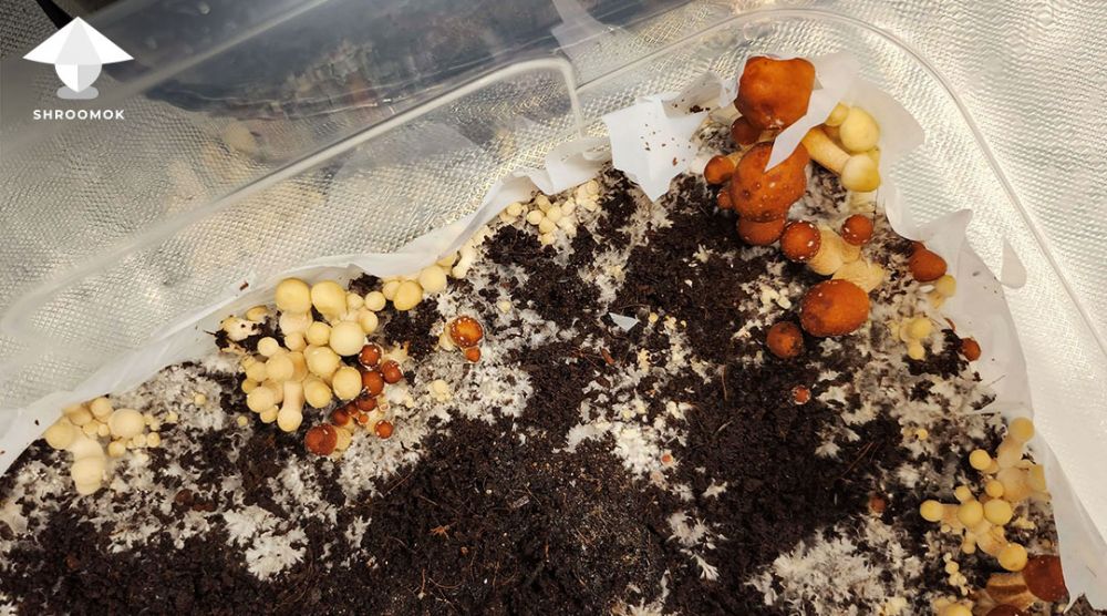 I mixed strains in mushroom cake by accident