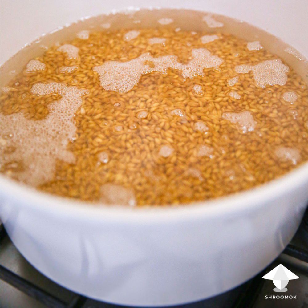 How to grow magic truffles Psilocybe Mexicana and Tampanensis