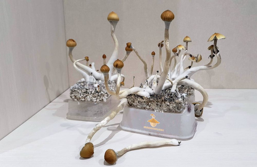 Fourth flush of magic mushrooms harvest