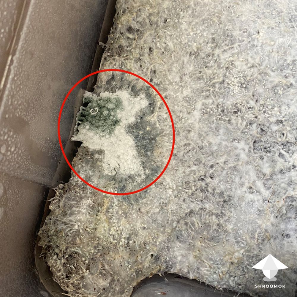 Green mold contamination aka Trichoderma