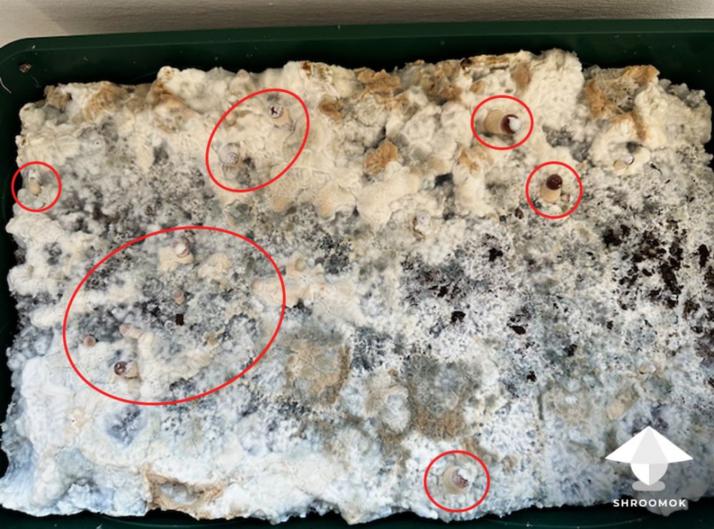 Natalensis grow bag fruiting and overlay problems