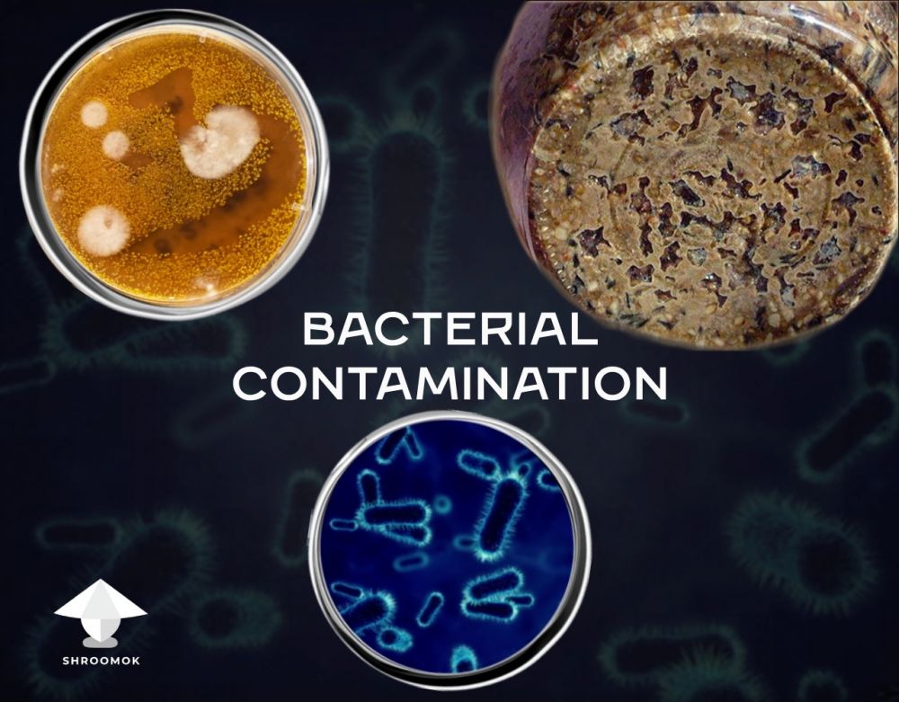 Mycelium metabolites or mushroom pee