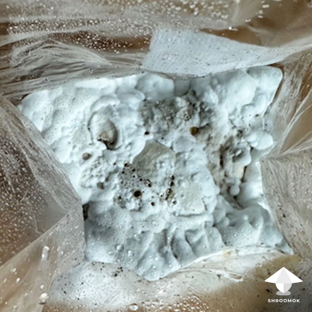 Natalensis grow bag fruiting and overlay problems